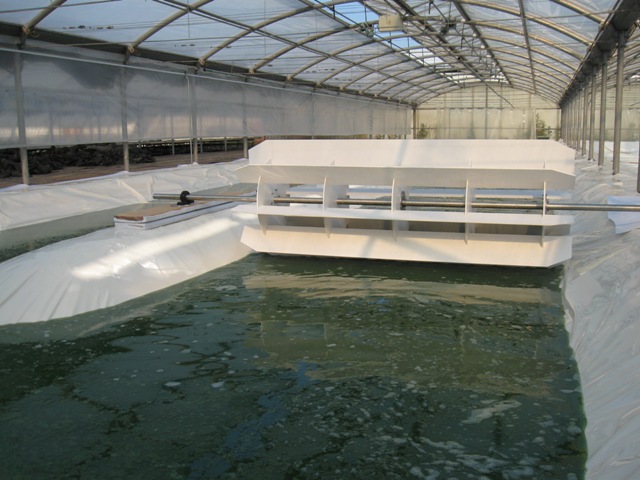 Spirulina production in Slovenia | algen.eu